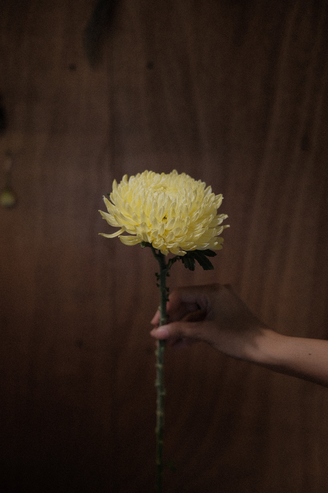 Saglit by Flower Ranch Cafe