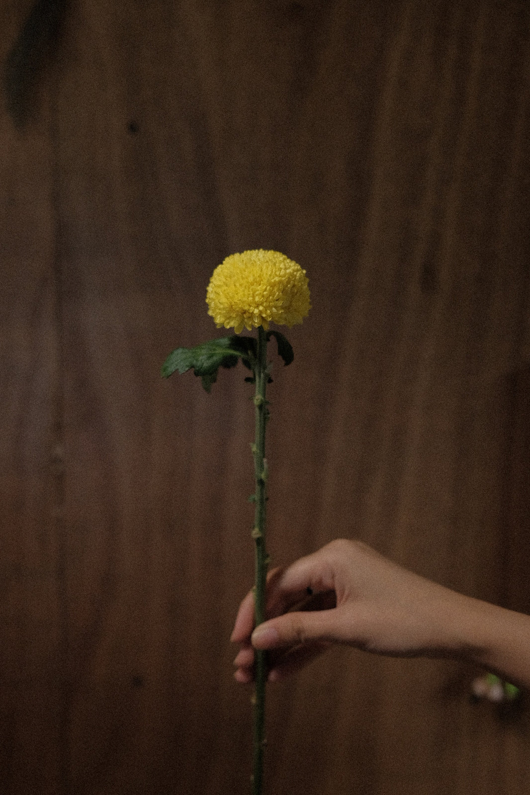 Saglit by Flower Ranch Cafe