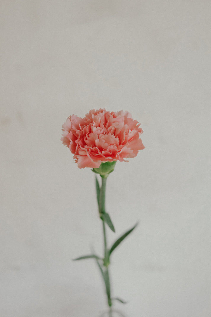 Carnations – Flower Ranch Cafe