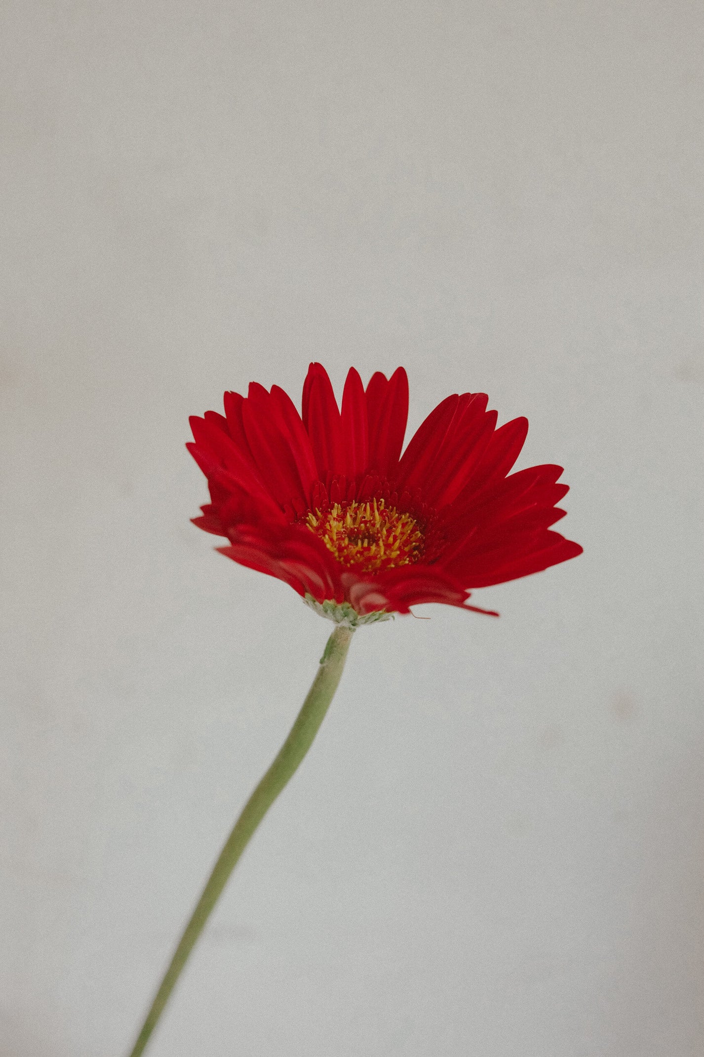 Gerbera – Flower Ranch Cafe