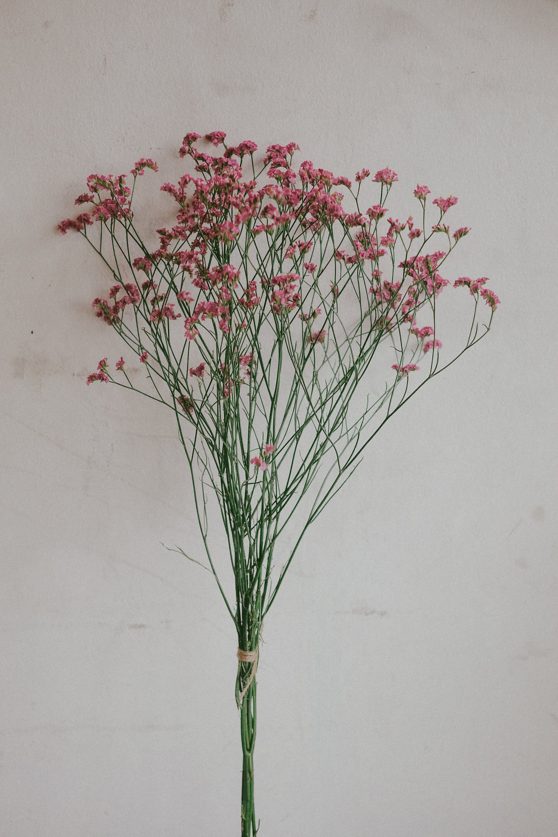 Misty Pink (fresh) – Flower Ranch Cafe