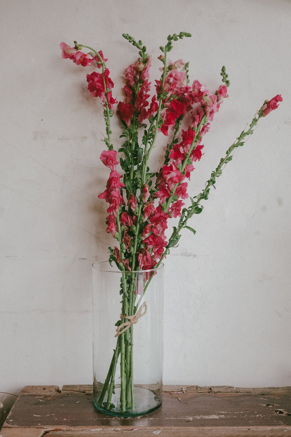 Snapdragon – Flower Ranch Cafe