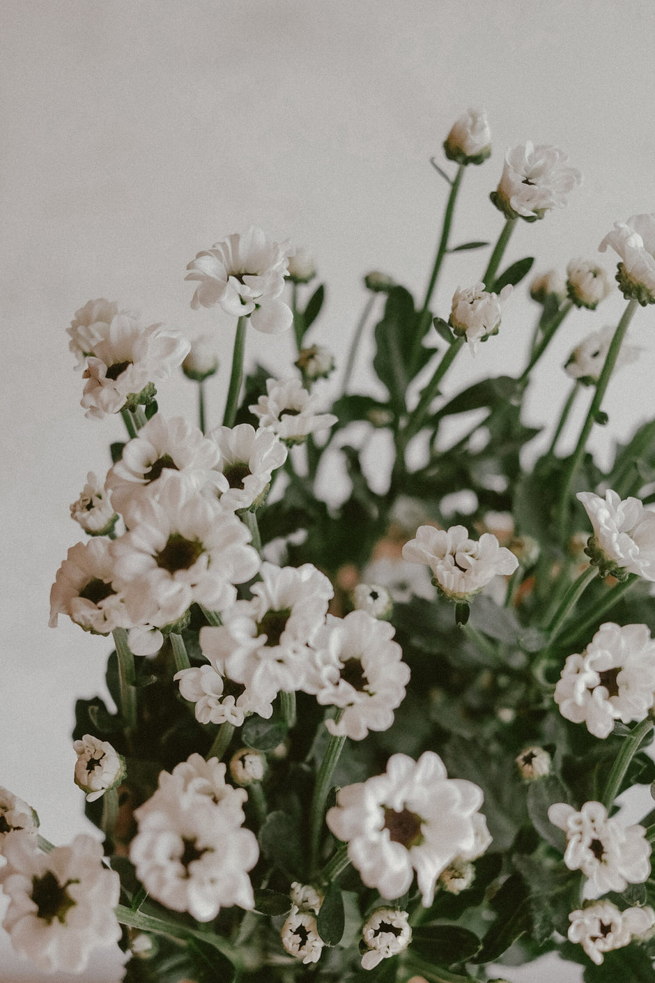 Flower Ranch Cafe – Page 2