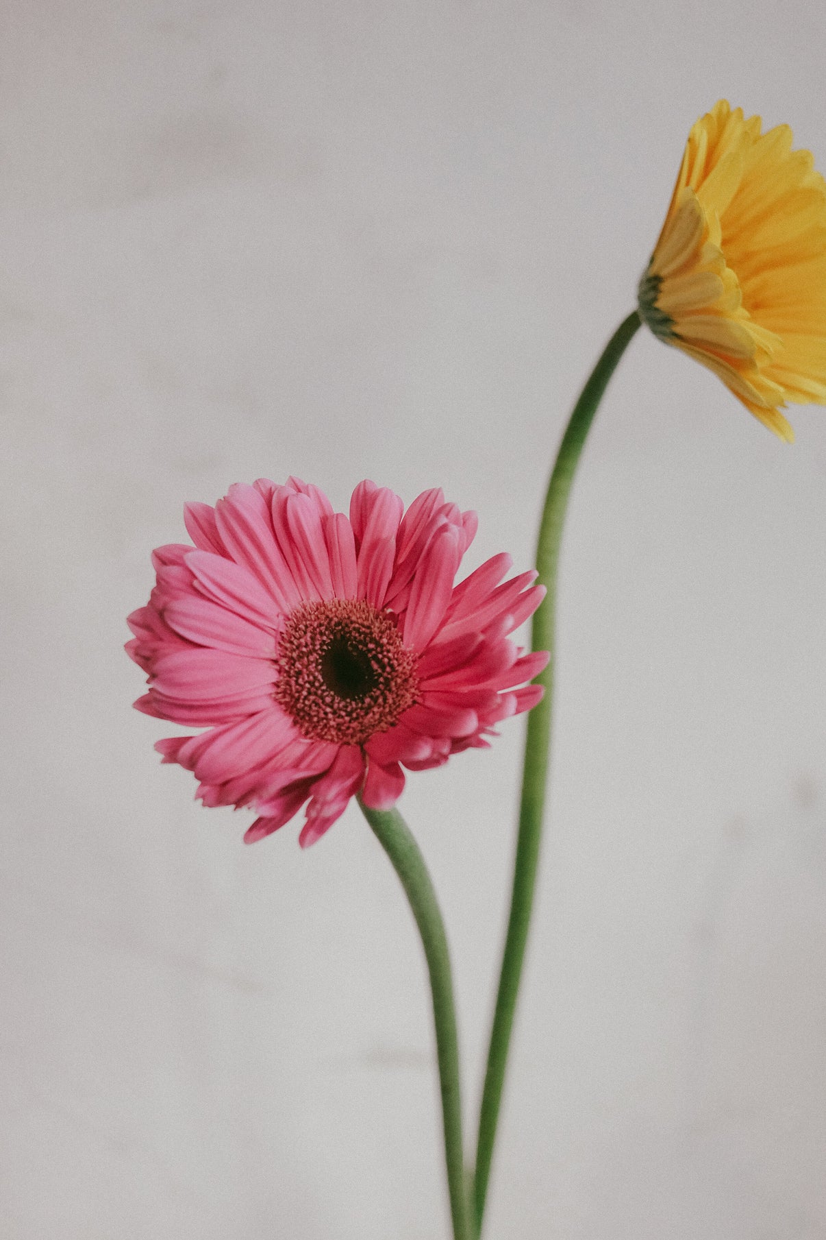 Gerbera – Flower Ranch Cafe