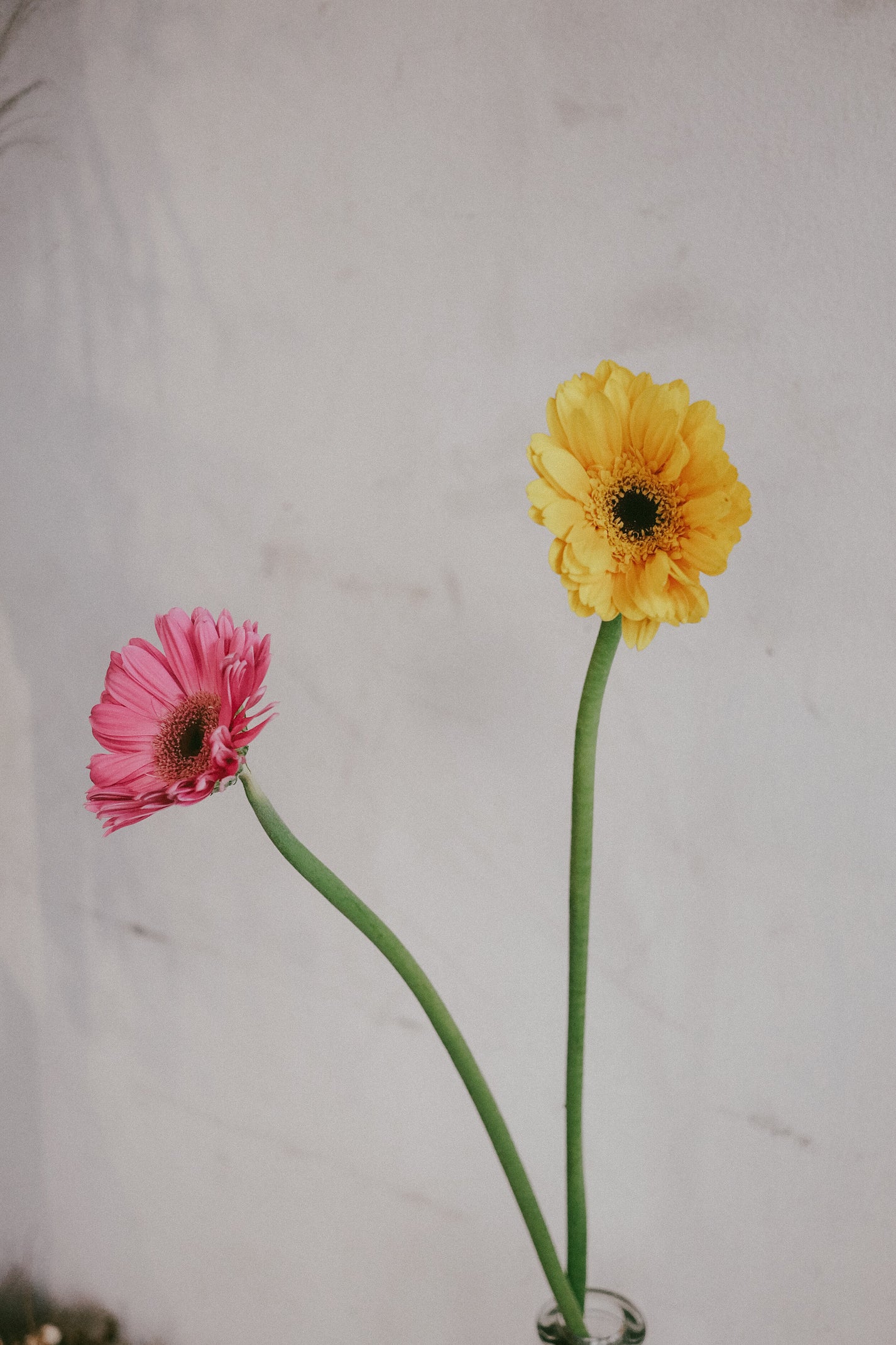 Gerbera – Flower Ranch Cafe