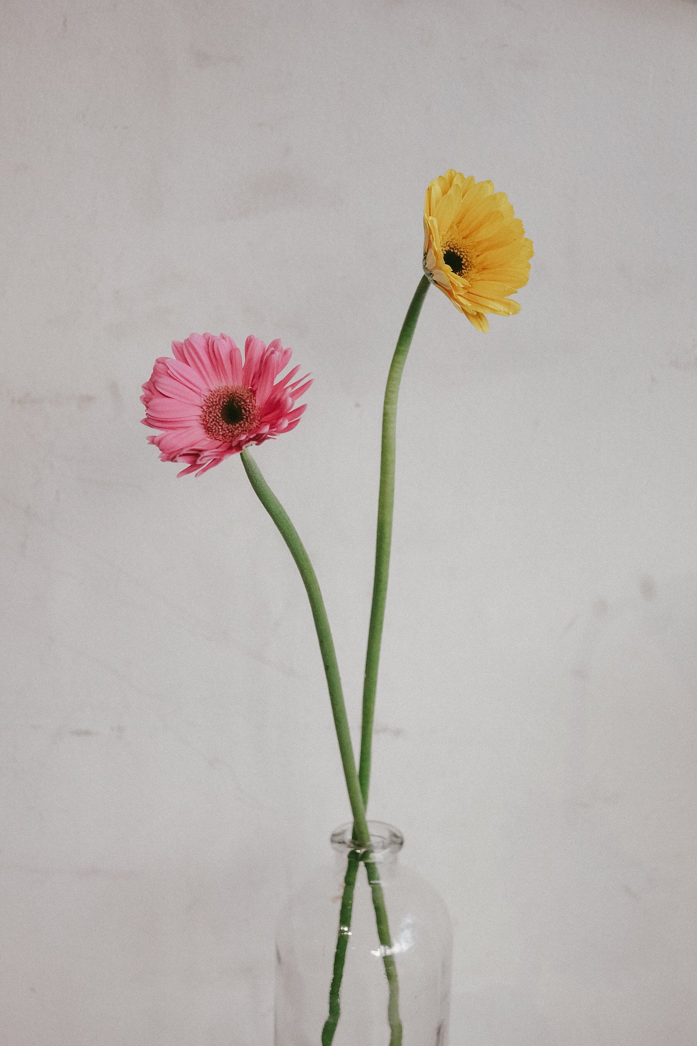 Gerbera – Flower Ranch Cafe