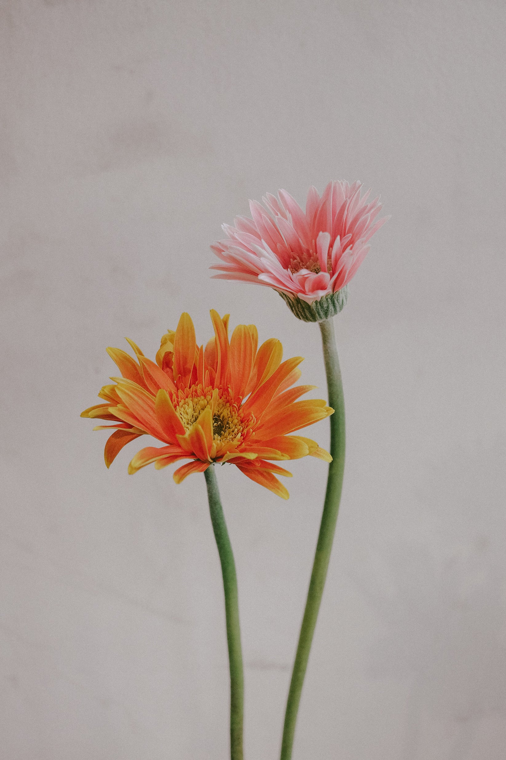 Gerbera – Flower Ranch Cafe